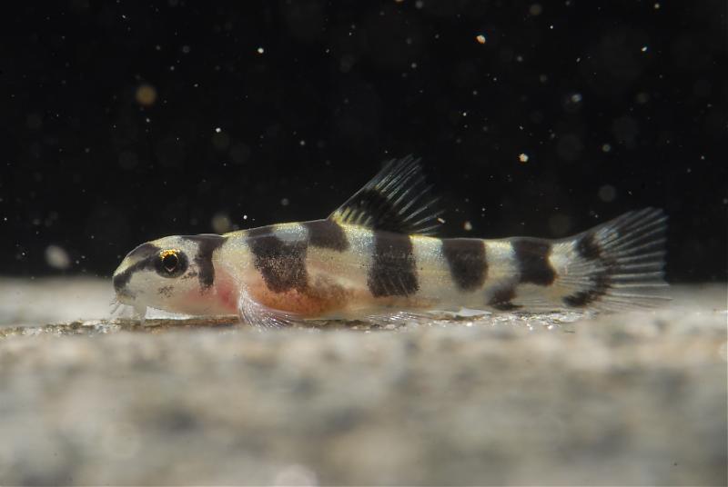 Sewellia sp. ‘SEW01’ – Spotted Butterfly Loach — Seriously Fish
