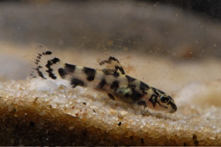 Sewellia sp. ‘SEW01’ – Spotted Butterfly Loach — Seriously Fish