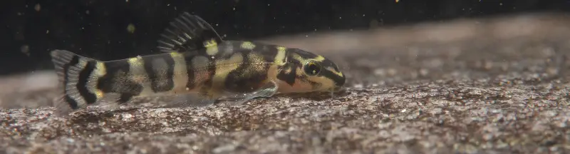 Sewellia sp. ‘SEW01’ – Spotted Butterfly Loach — Seriously Fish