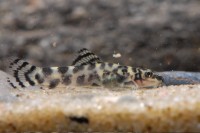 Sewellia sp. ‘SEW01’ – Spotted Butterfly Loach — Seriously Fish