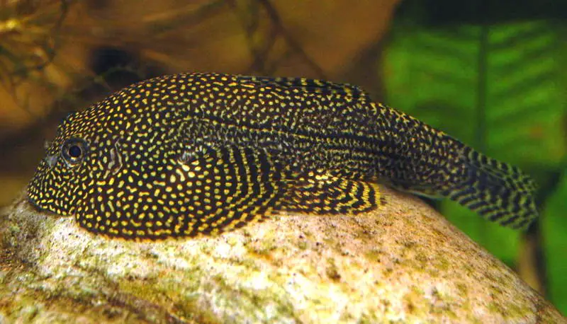 Sewellia sp. ‘SEW01’ – Spotted Butterfly Loach — Seriously Fish