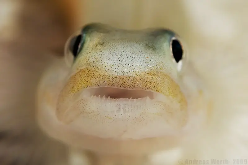 Sicyopus exallisquamulus — Seriously Fish