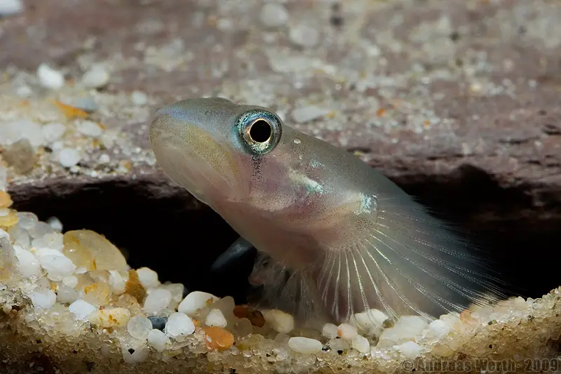 Sicyopus exallisquamulus — Seriously Fish