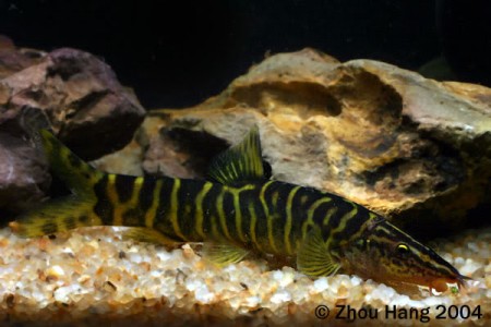 Sinibotia pulchra – Golden Zebra Loach (Botia pulchra, Botia gigantea ...