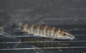 Sinibotia robusta – Kansu Loach (Botia robusta, Botia hexafurca ...