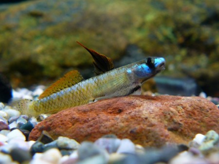Stiphodon percnopterygionus — Seriously Fish