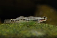 Stiphodon rutilaureus — Seriously Fish