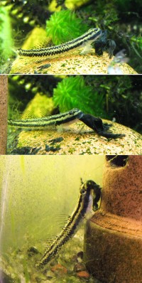 Stiphodon semoni – Cobalt Blue Goby — Seriously Fish