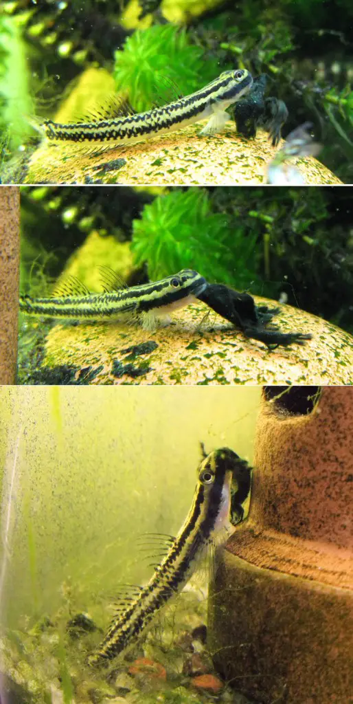 Stiphodon semoni – Cobalt Blue Goby — Seriously Fish