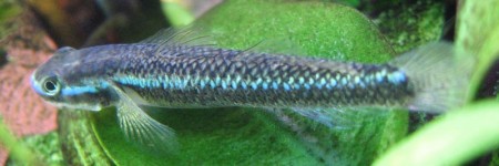 Stiphodon semoni – Cobalt Blue Goby — Seriously Fish
