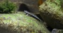 Stiphodon semoni – Cobalt Blue Goby — Seriously Fish