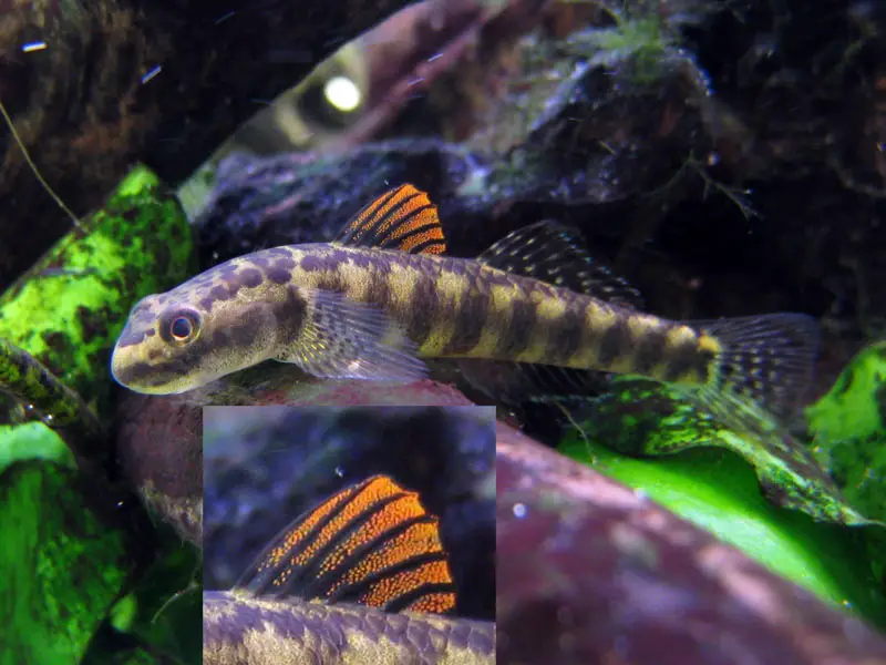 Stiphodon maculidorsalis – Orange-fin Stiphodon (Stiphodon sp. ST01 ...