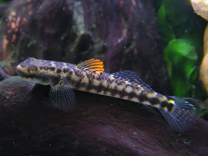 Stiphodon maculidorsalis – Orange-fin Stiphodon (Stiphodon sp. ST01 ...