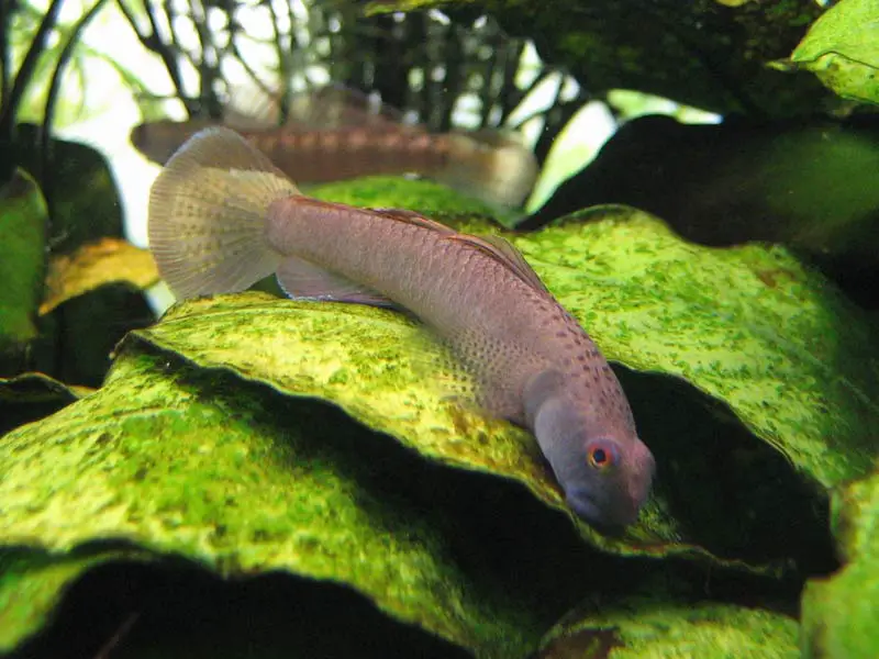 Stiphodon maculidorsalis – Orange-fin Stiphodon (Stiphodon sp. ST01 ...