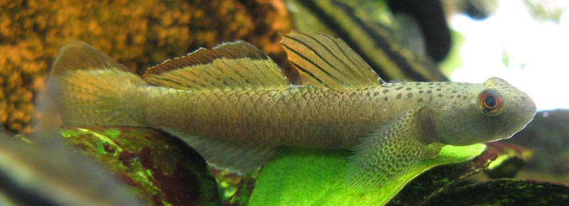 Stiphodon maculidorsalis – Orange-fin Stiphodon (Stiphodon sp. ST01 ...