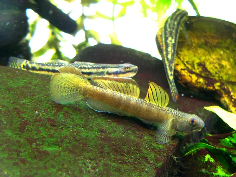 Stiphodon maculidorsalis – Orange-fin Stiphodon (Stiphodon sp. ST01 ...
