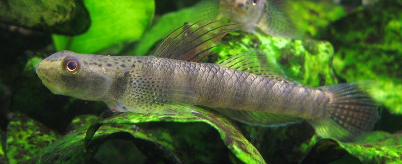 Stiphodon maculidorsalis – Orange-fin Stiphodon (Stiphodon sp. ST01 ...