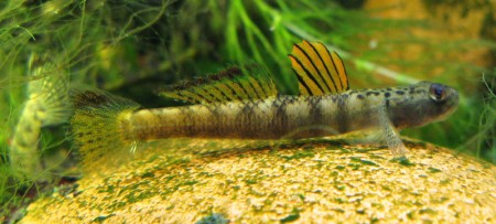 Stiphodon maculidorsalis – Orange-fin Stiphodon (Stiphodon sp. ST01 ...
