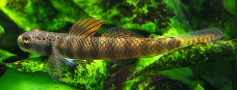 Stiphodon maculidorsalis – Orange-fin Stiphodon (Stiphodon sp. ST01 ...