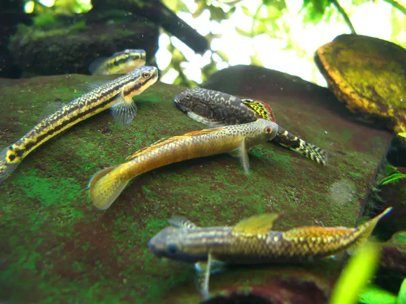 Stiphodon maculidorsalis – Orange-fin Stiphodon (Stiphodon sp. ST01 ...