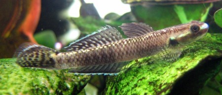 Stiphodon ornatus – Rainbow Stiphodon (Stiphodon sp. ST02, Stiphodon ...