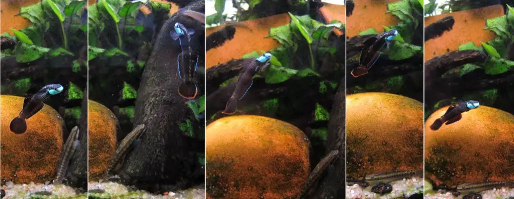 Stiphodon ornatus – Rainbow Stiphodon (Stiphodon sp. ST02, Stiphodon ...