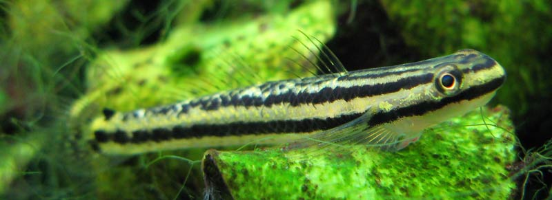 Stiphodon ornatus – Rainbow Stiphodon (Stiphodon sp. ST02, Stiphodon ...