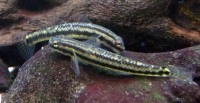 Stiphodon ornatus – Rainbow Stiphodon (Stiphodon sp. ST02, Stiphodon ...
