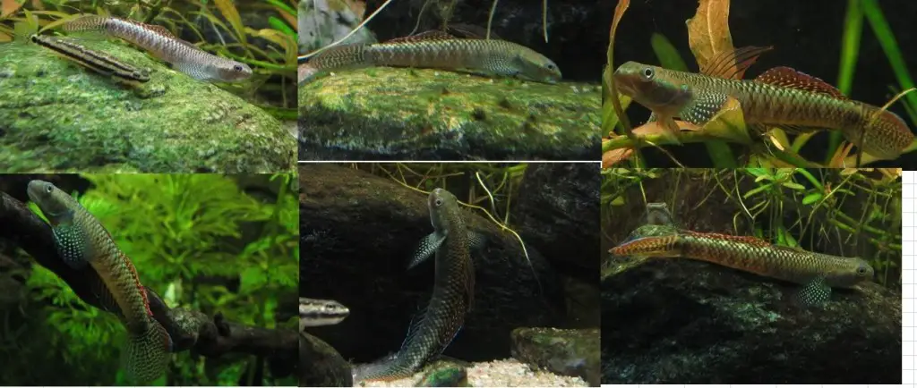 Stiphodon ornatus – Rainbow Stiphodon (Stiphodon sp. ST02, Stiphodon ...
