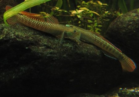 Stiphodon ornatus – Rainbow Stiphodon (Stiphodon sp. ST02, Stiphodon ...