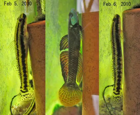 Stiphodon ornatus – Rainbow Stiphodon (Stiphodon sp. ST02, Stiphodon ...