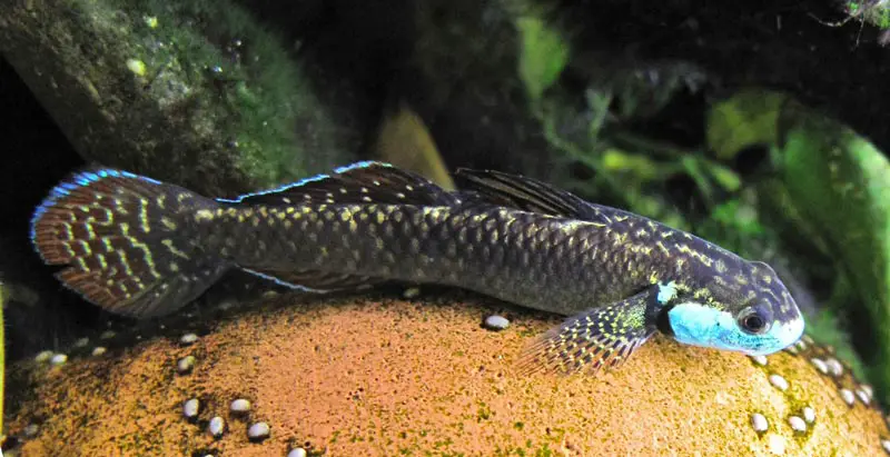 Stiphodon ornatus – Rainbow Stiphodon (Stiphodon sp. ST02, Stiphodon ...