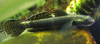Stiphodon ornatus – Rainbow Stiphodon (Stiphodon sp. ST02, Stiphodon ...