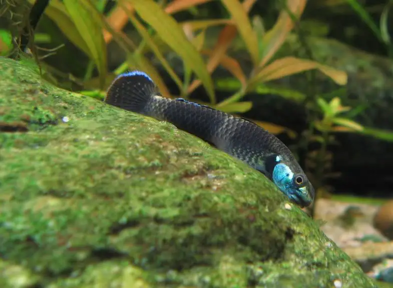 Stiphodon ornatus – Rainbow Stiphodon (Stiphodon sp. ST02, Stiphodon ...