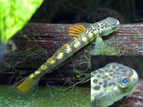 Stiphodon maculidorsalis – Orange-fin Stiphodon (Stiphodon sp. ST01 ...