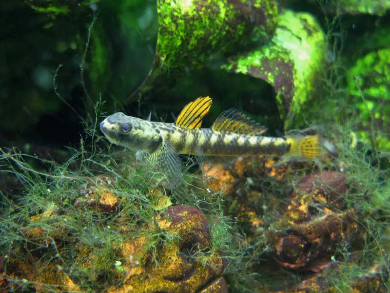 Stiphodon maculidorsalis – Orange-fin Stiphodon (Stiphodon sp. ST01 ...