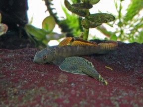 Stiphodon maculidorsalis – Orange-fin Stiphodon (Stiphodon sp. ST01 ...
