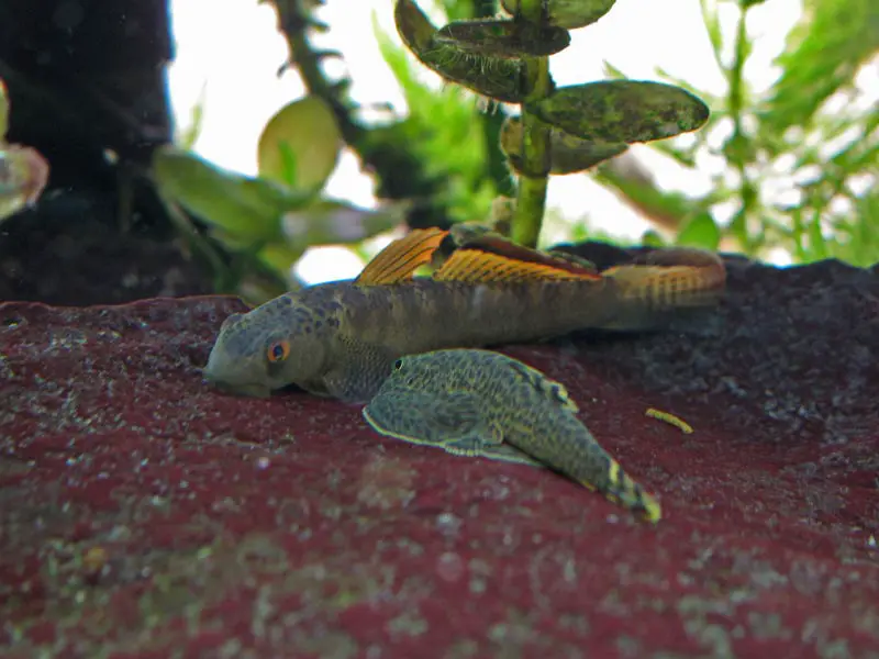 Stiphodon maculidorsalis – Orange-fin Stiphodon (Stiphodon sp. ST01 ...