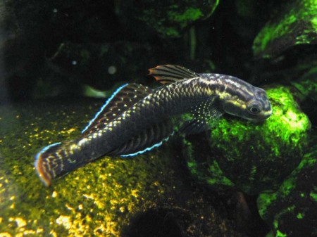 Stiphodon ornatus – Rainbow Stiphodon (Stiphodon sp. ST02, Stiphodon ...