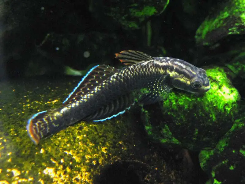 Stiphodon ornatus – Rainbow Stiphodon (Stiphodon sp. ST02, Stiphodon ...