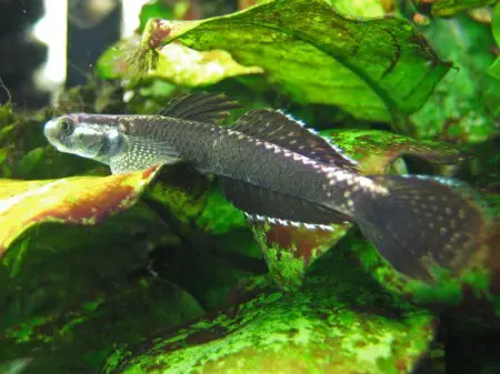 Stiphodon ornatus – Rainbow Stiphodon (Stiphodon sp. ST02, Stiphodon ...