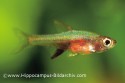 Sundadanio axelrodi — Seriously Fish
