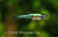Sundadanio axelrodi — Seriously Fish