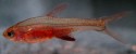 Sundadanio axelrodi — Seriously Fish
