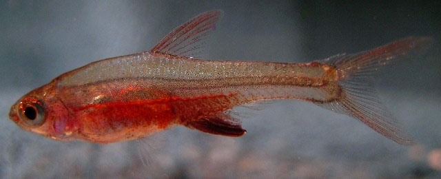 Sundadanio axelrodi — Seriously Fish