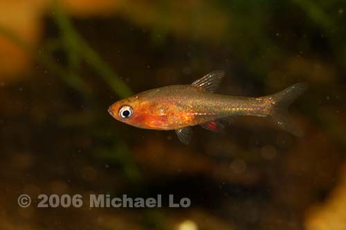 Sundadanio axelrodi — Seriously Fish