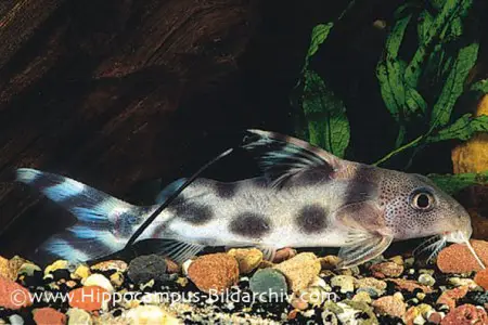 Synodontis decorus – Clown Synodontis (Synodontis vittatus, Synodontis ...