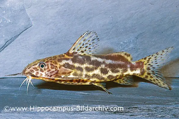 Synodontis waterloti — Seriously Fish