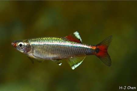 Tanichthys albonubes – White Cloud Mountain Minnow (Aphyocypris pooni ...