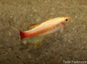 Tanichthys albonubes – White Cloud Mountain Minnow (Aphyocypris pooni ...
